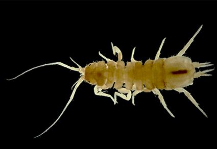 Animais que evoluíram no escuro - Parte 2 - curiosidadesilimitadas.com